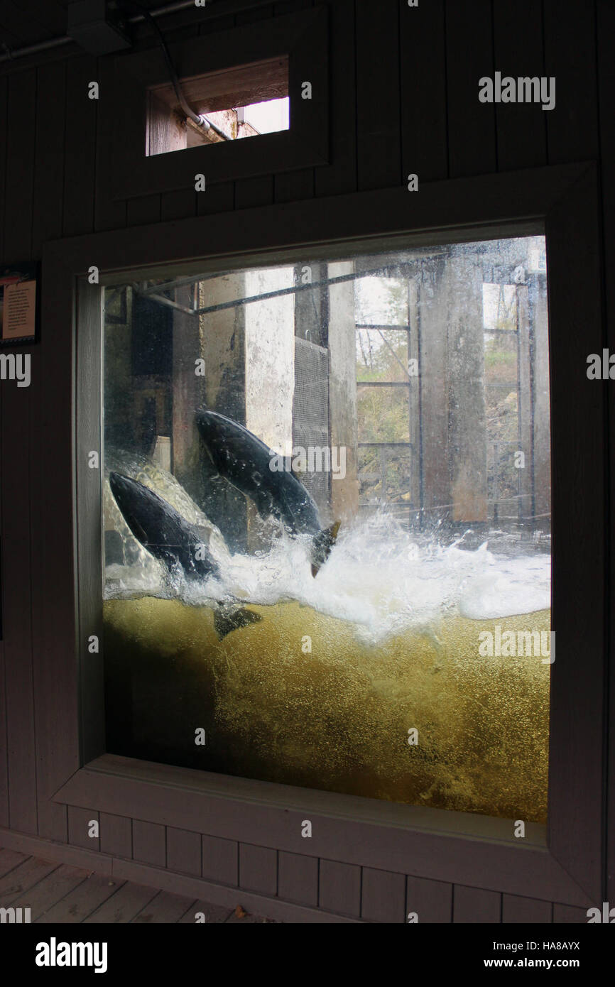 Chinook salmon leaping upstream during their annual migration. The ...