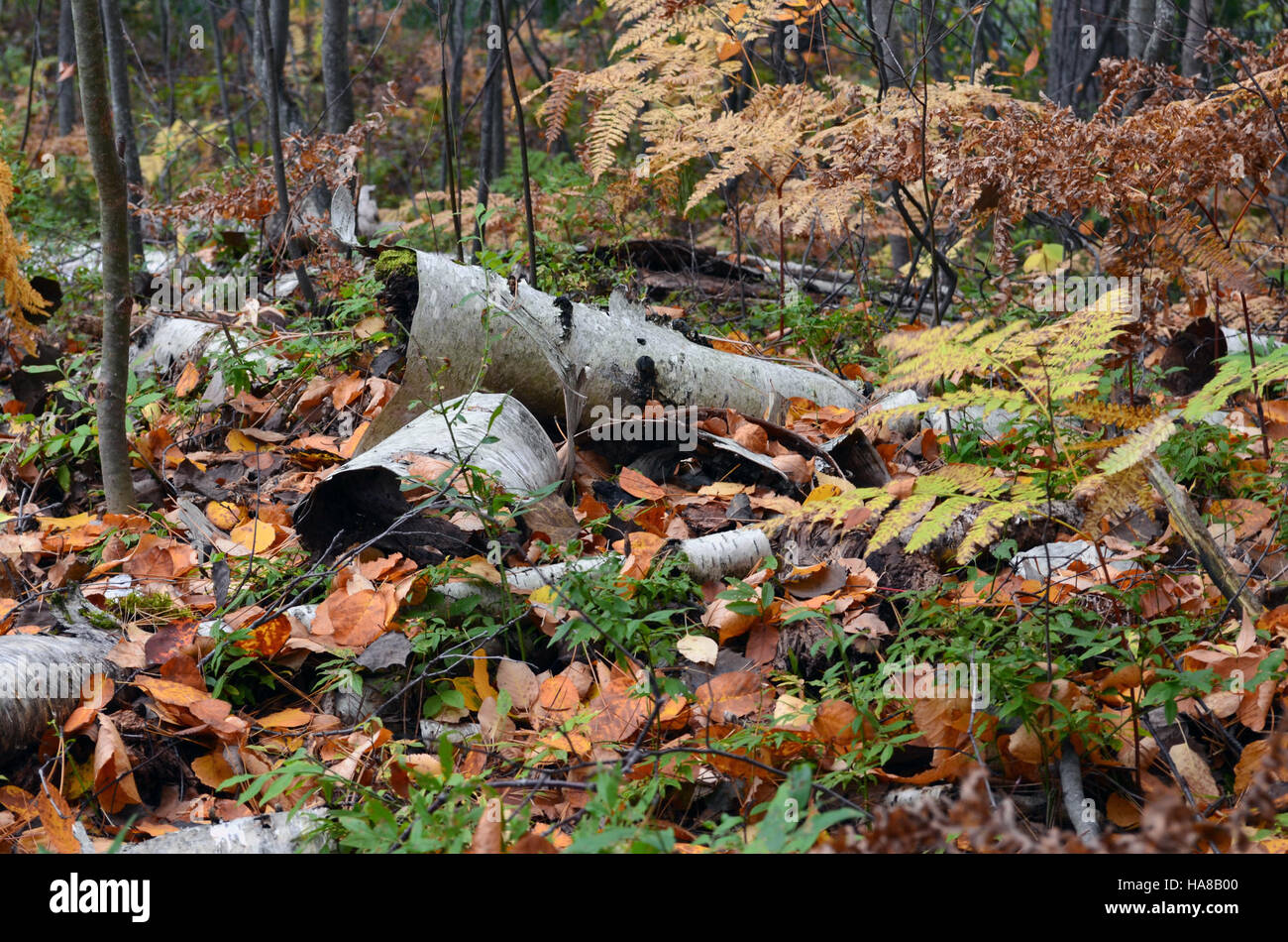 Woody debris plays a vital role in forest ecosystems, providing habitat ...