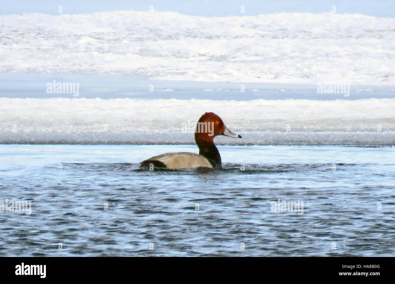 The Redhead (Aythya americana), a diving duck species, is spotted in ...