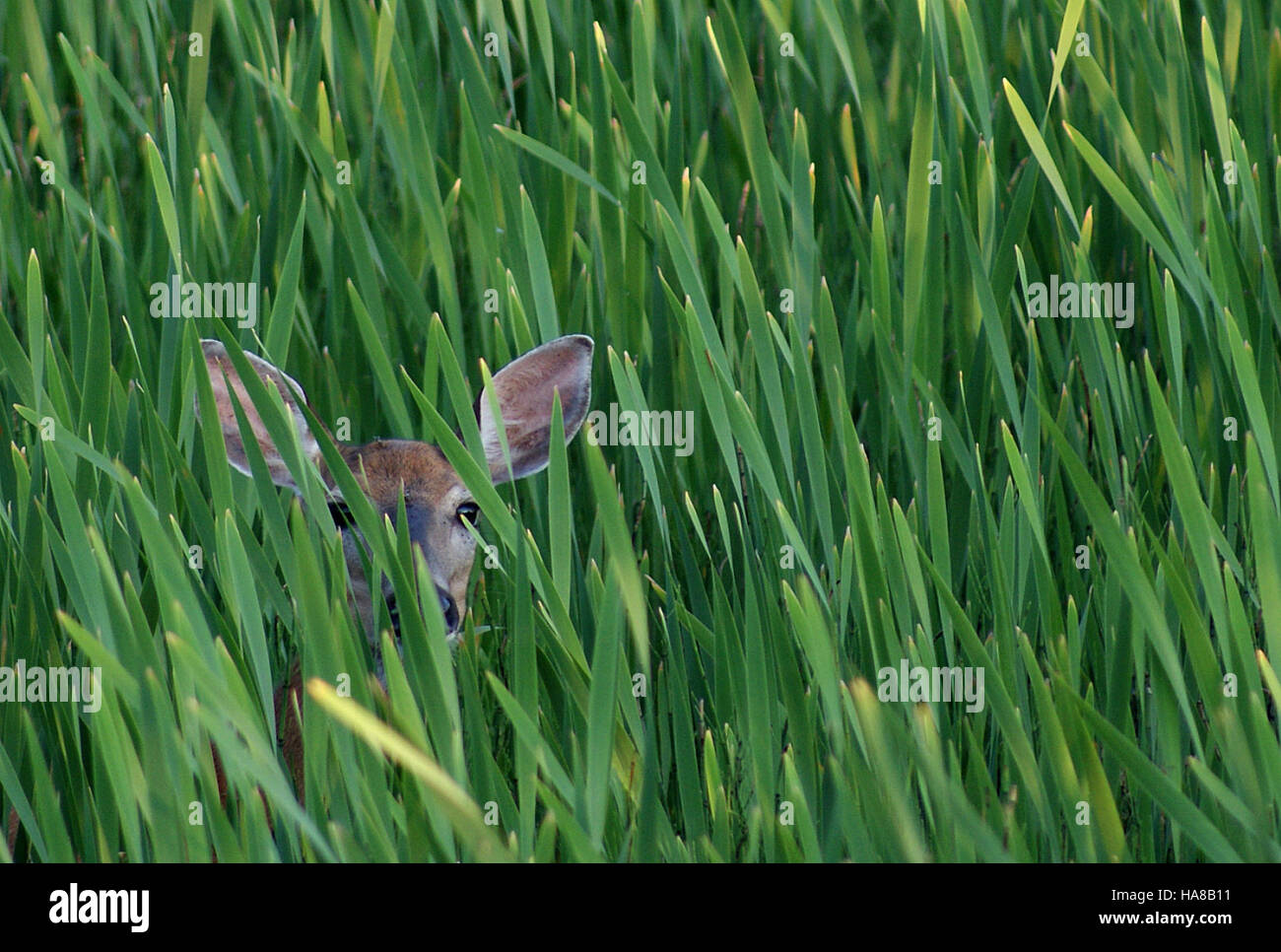 usfwsmidwest 15681121670 White-tailed Deer Stock Photo - Alamy
