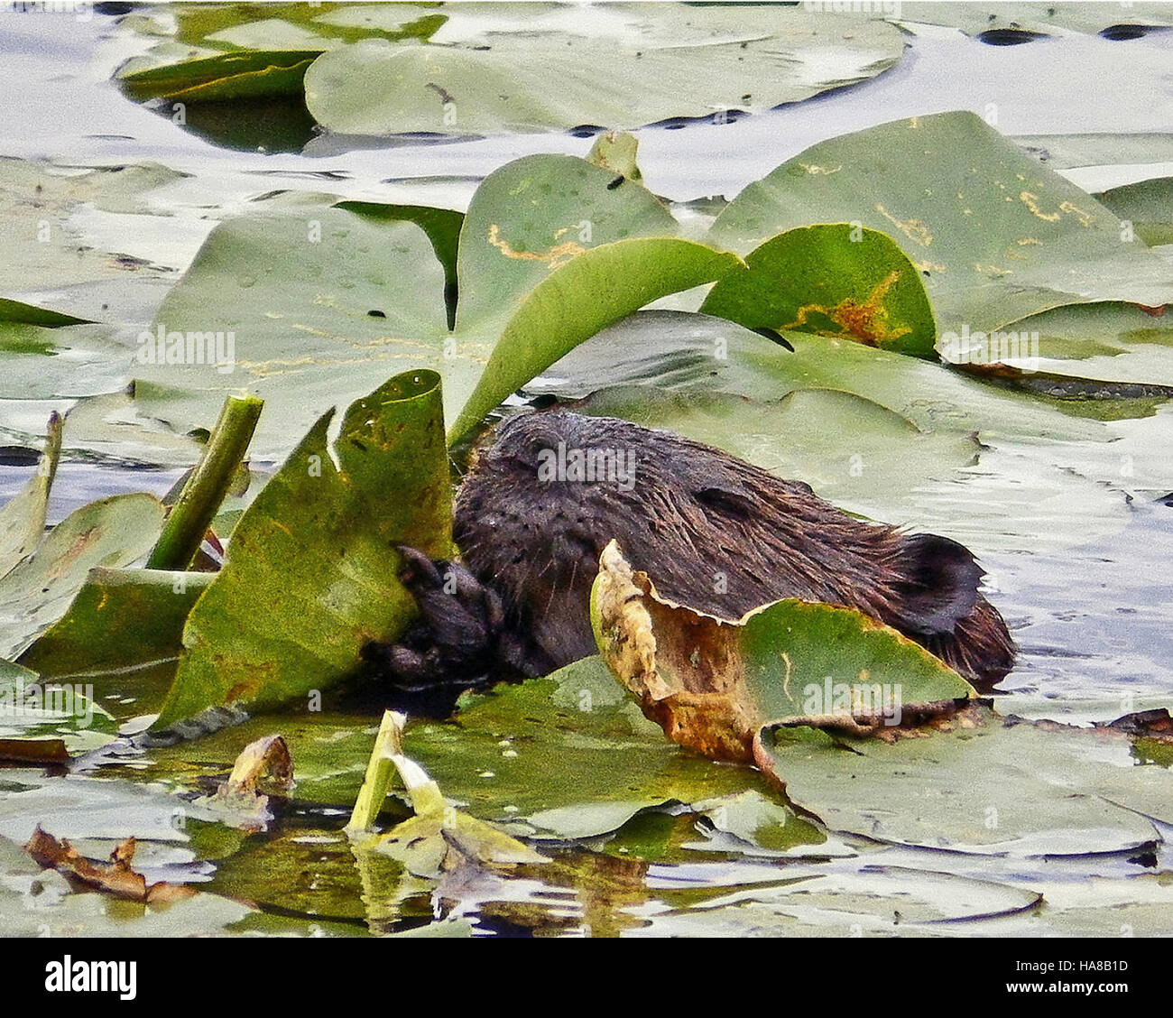 Beaver eating lily hi-res stock photography and images - Alamy
