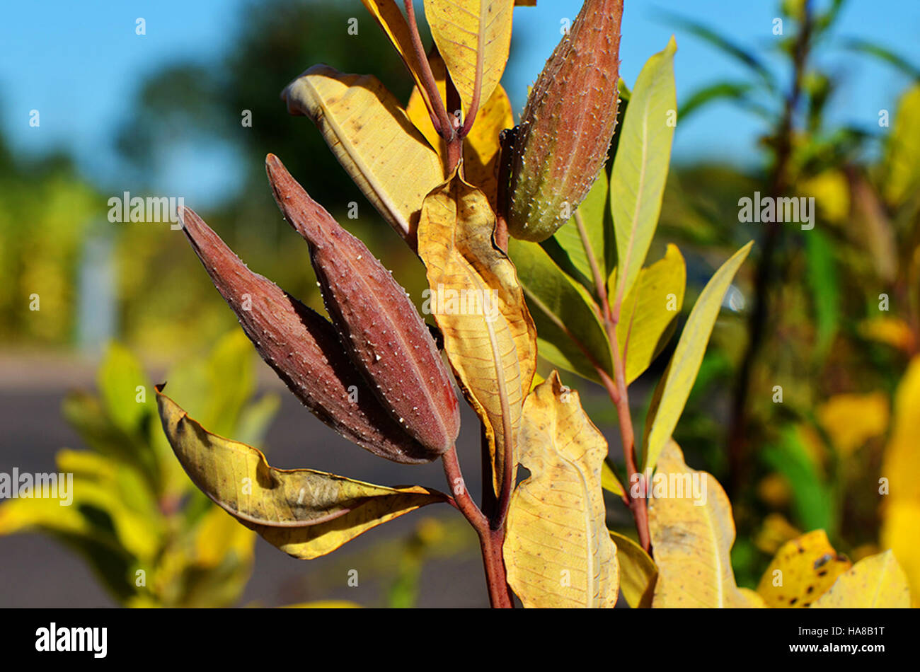 Swamp Milkweed, a native plant species, thrives in wetland ecosystems ...