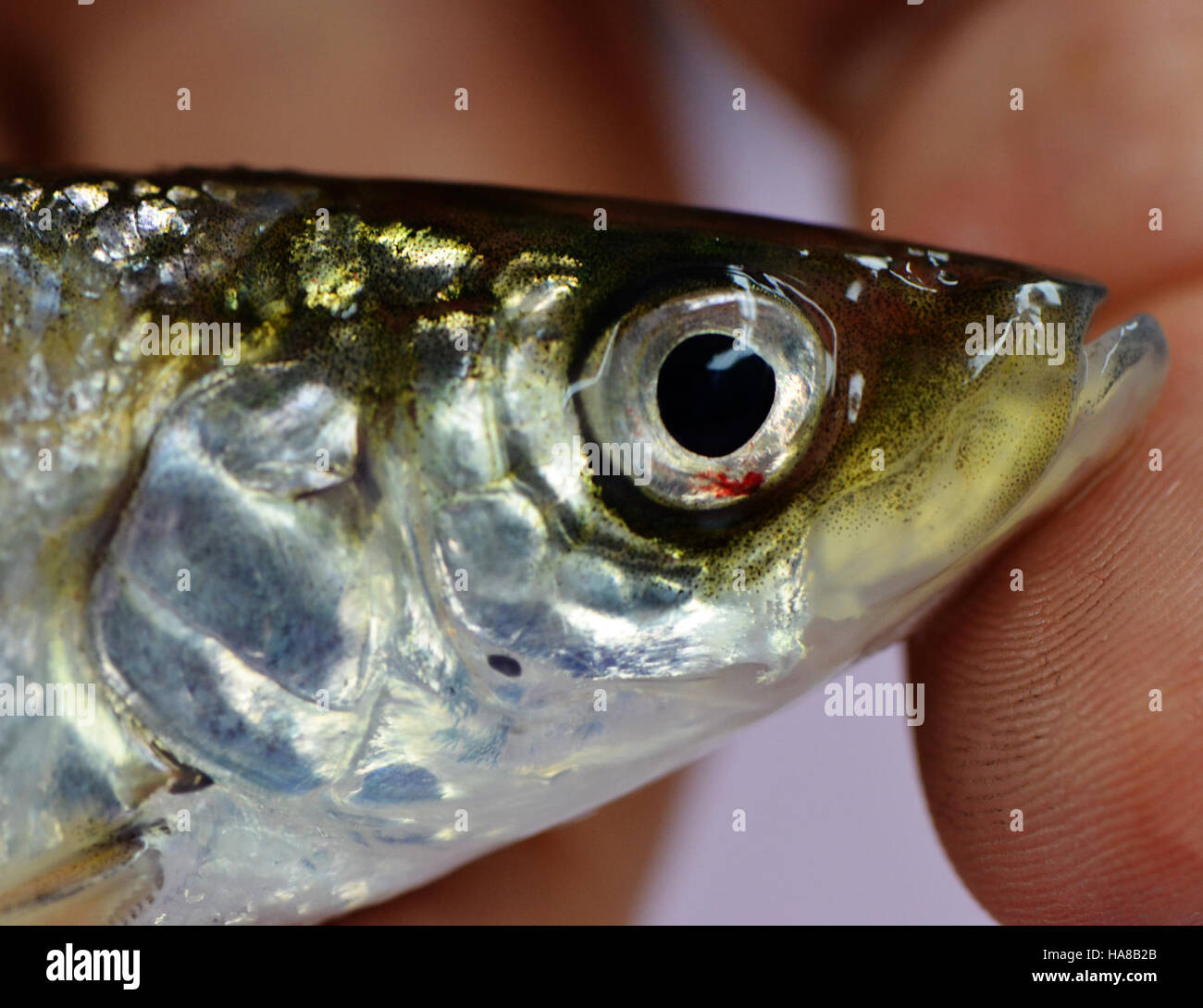 The Lake Michigan Bloater, a fish species native to the lake, is the ...