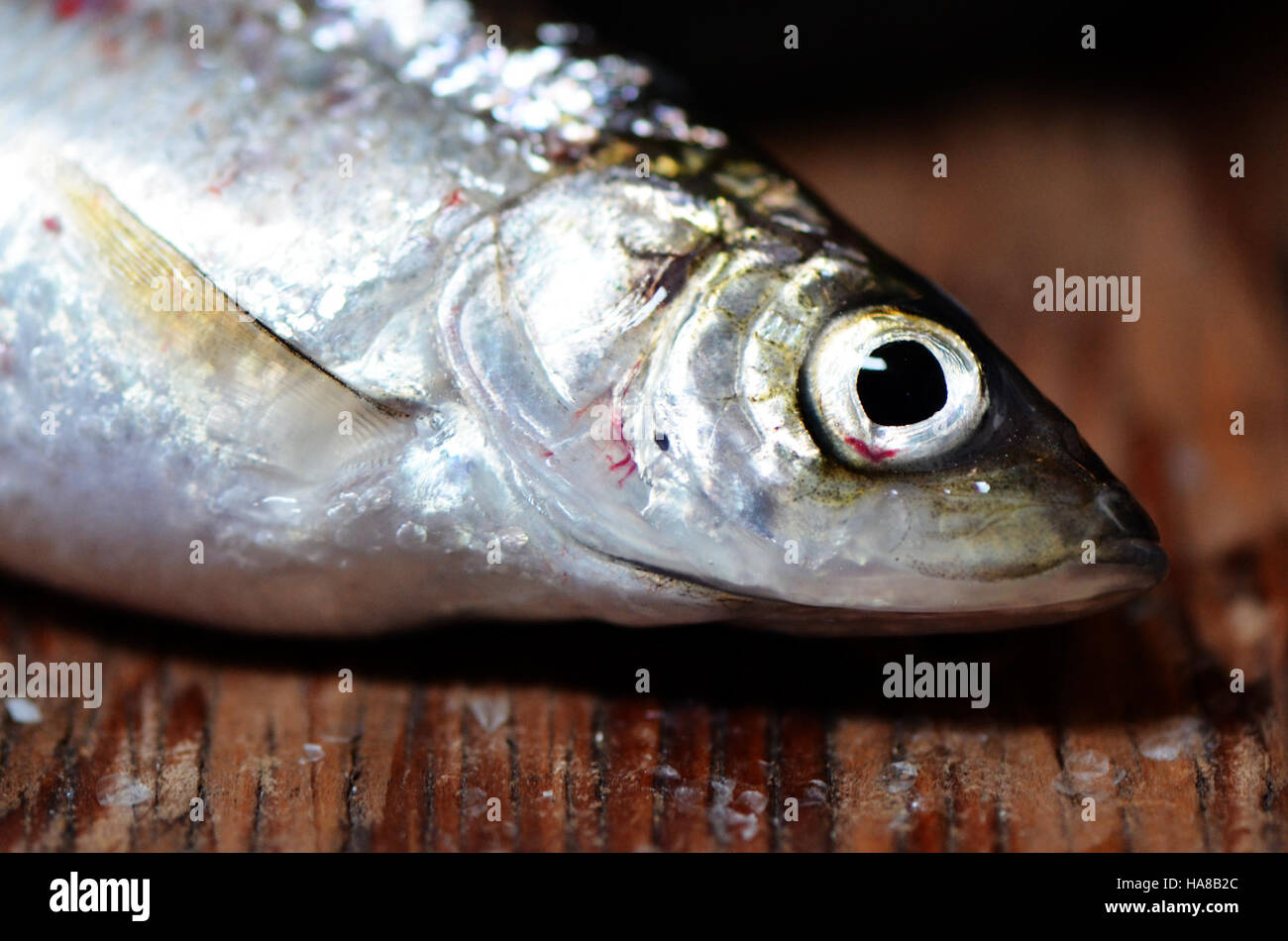 The Lake Michigan Bloater is an important species in the Great Lakes ...
