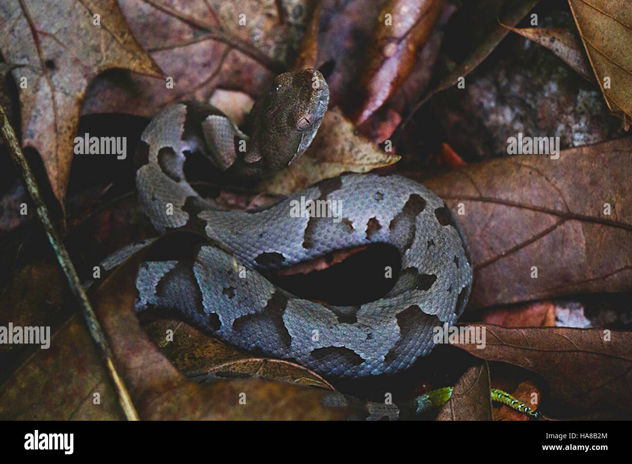 Baby Copperhead