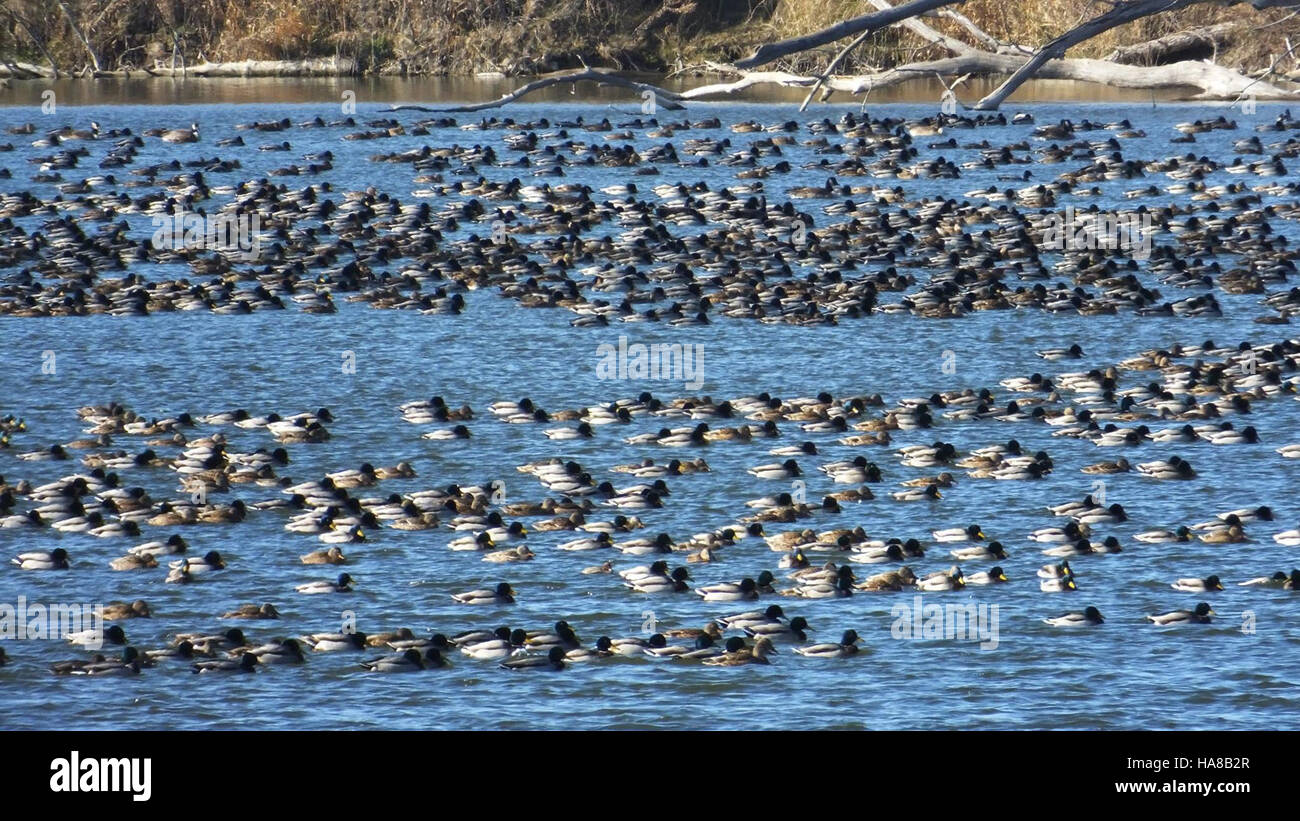 usfwsmidwest 15811266695 Ducks on the lake at DeSoto National Wildlife ...