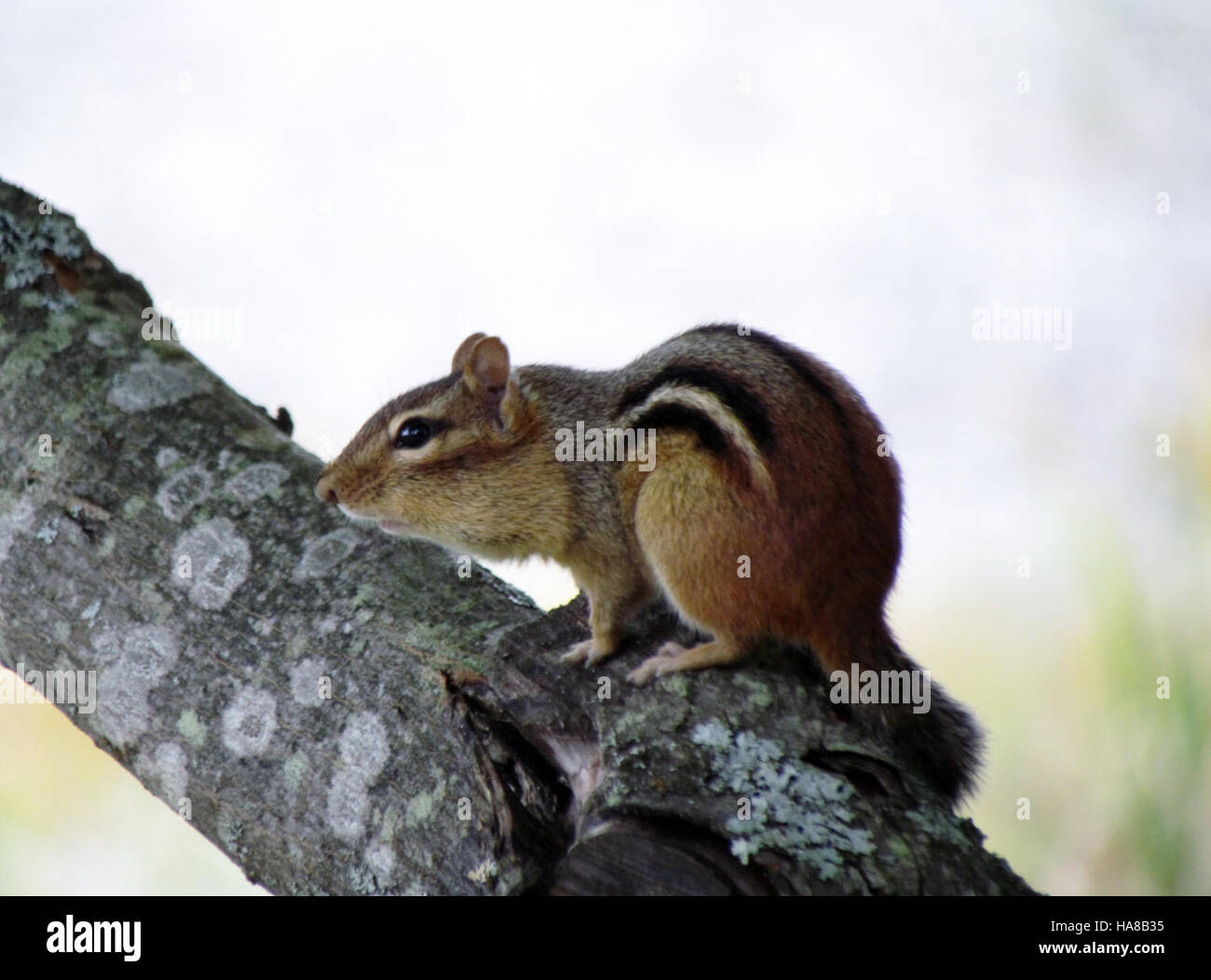 Chipmunk nature photo hi-res stock photography and images - Alamy