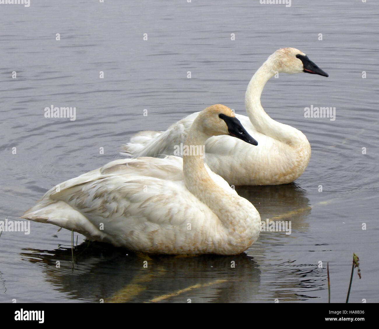 Barbara swan hi-res stock photography and images - Alamy