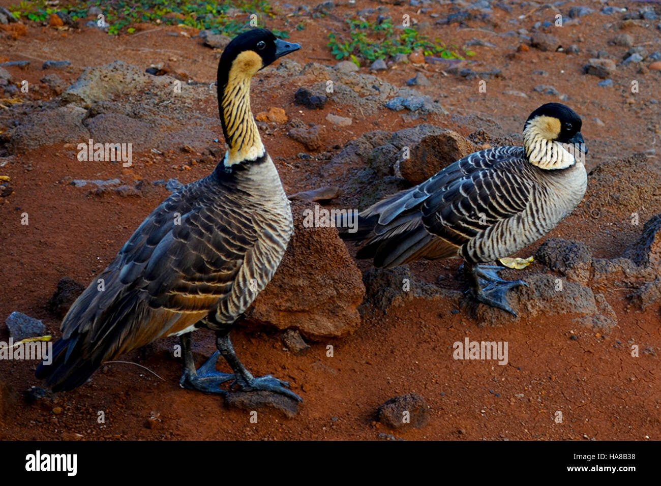 A Hawaiian nene, the state bird of Hawaii, is seen at Kilauea Point ...