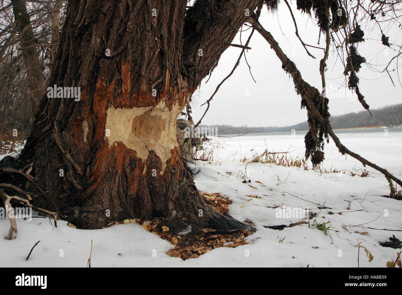 Beavers play a significant role in habitat creation and ecosystem ...