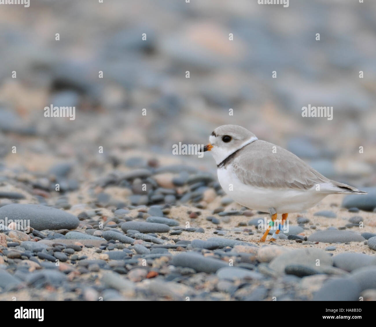 usfwsmidwest 15866468621 Whitefish Point Piping Plover Stock Photo - Alamy