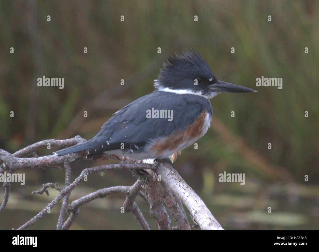 The Belted Kingfisher, featured in the 2014 photo contest at Seney ...