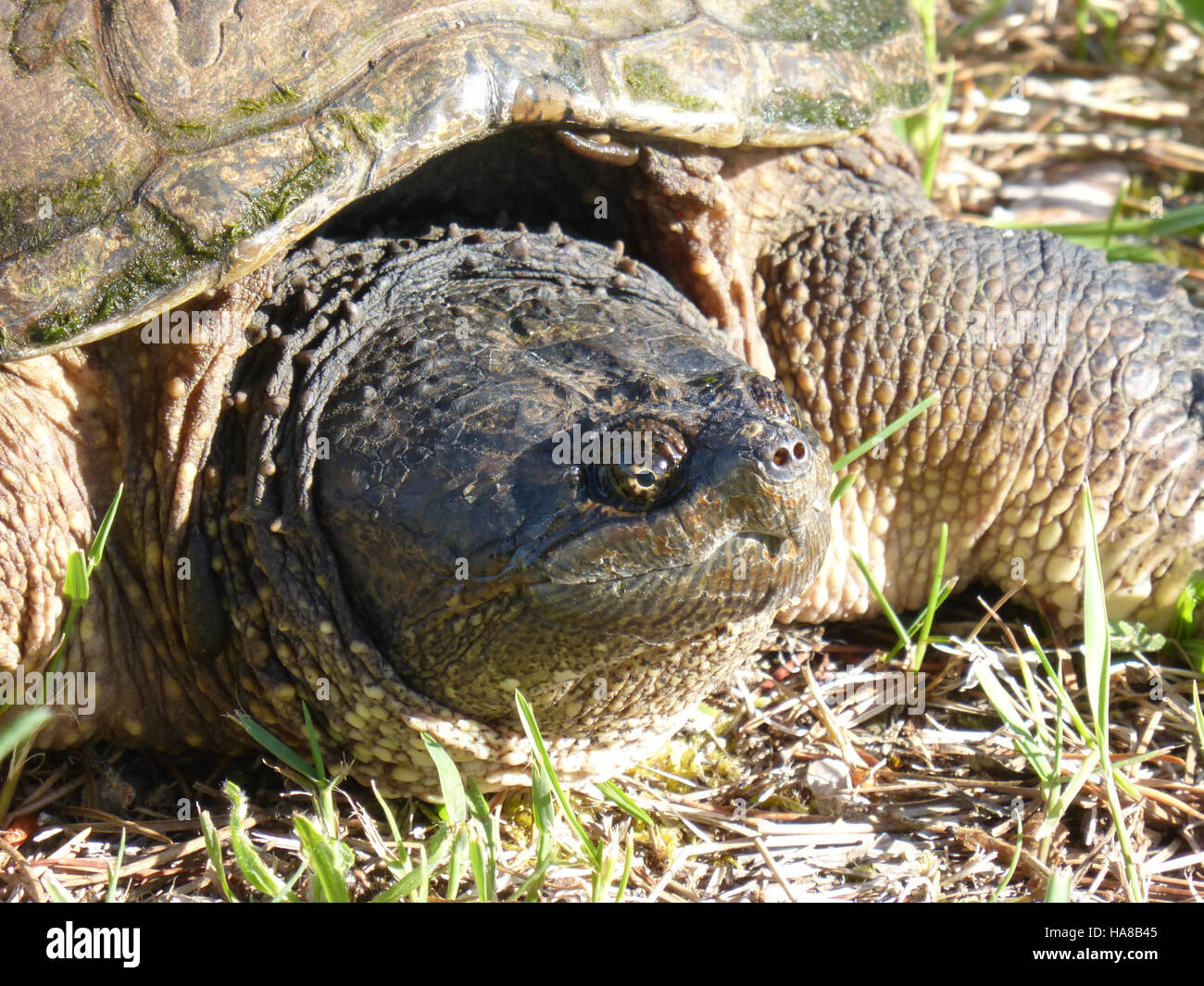 usfwsmidwest 15868464375 Snapping Turtle Stock Photo - Alamy