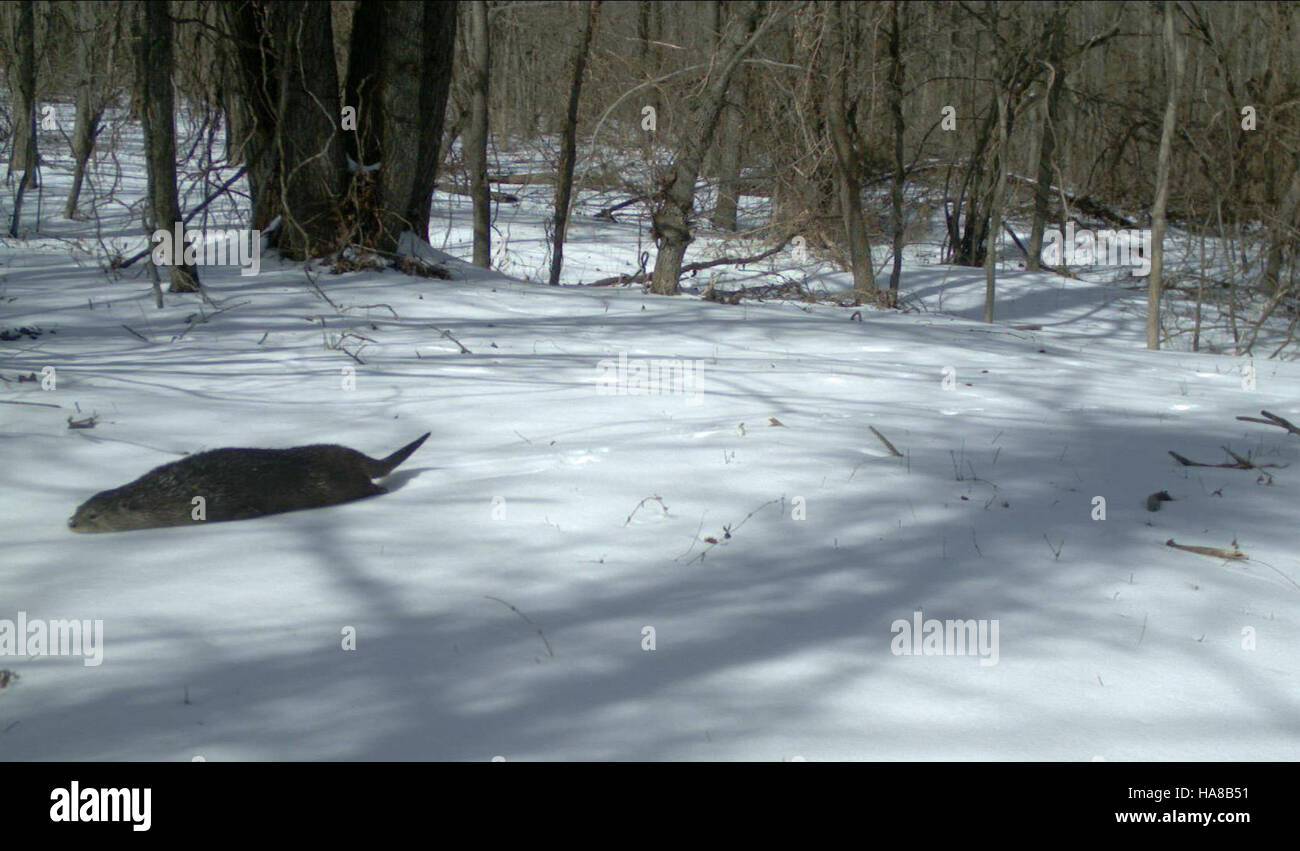 A river otter slide in the Midwest showcases the species' natural ...