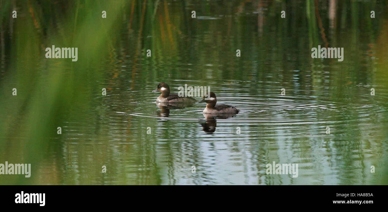 The Bufflehead, a small diving duck, is featured in this image from a ...