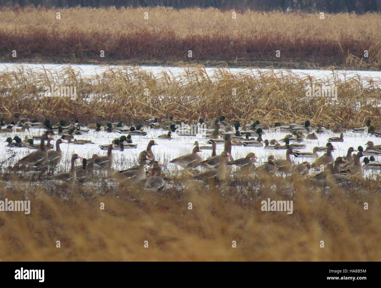 Port Louisa National Wildlife Refuge provides vital habitat for ...