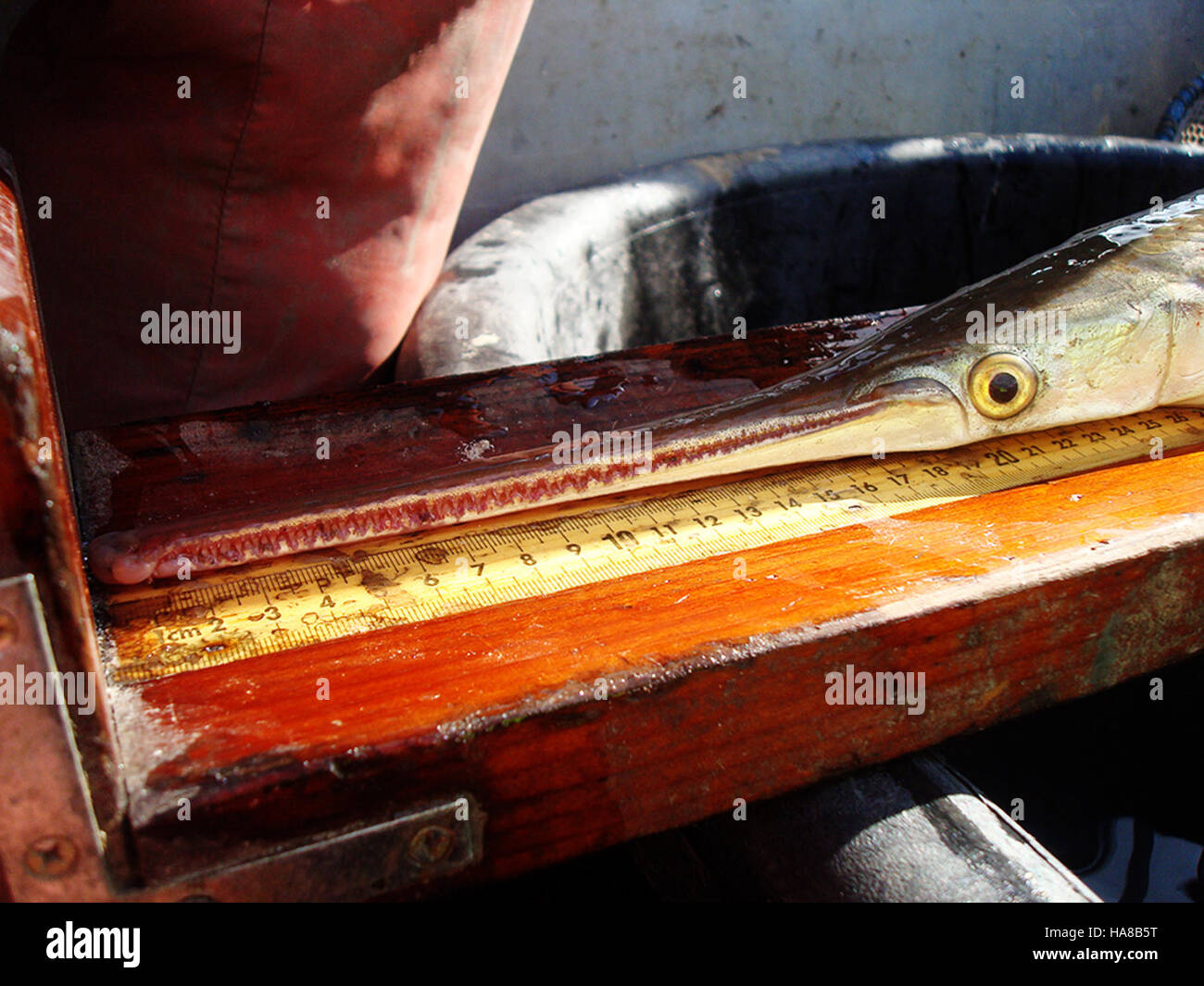 A Longnose Gar is being measured for scientific study in the Midwest ...