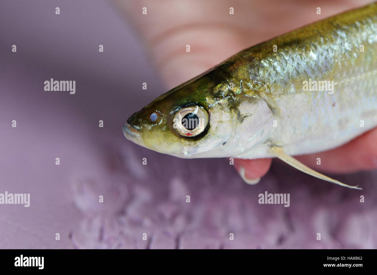 The Lake Michigan bloater, a fish species native to the region, is an ...