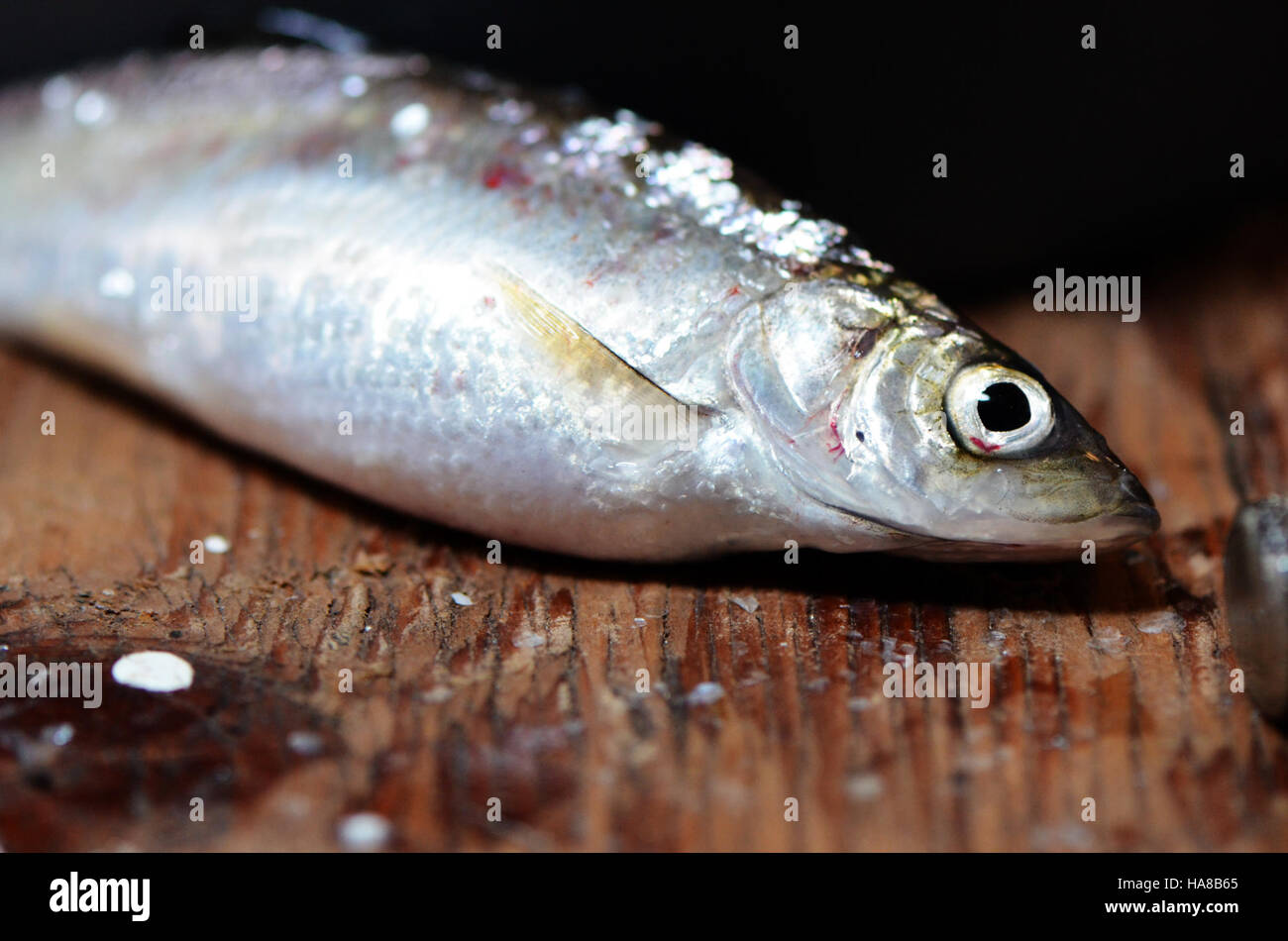 The Lake Michigan Bloater is an important fish species native to the ...