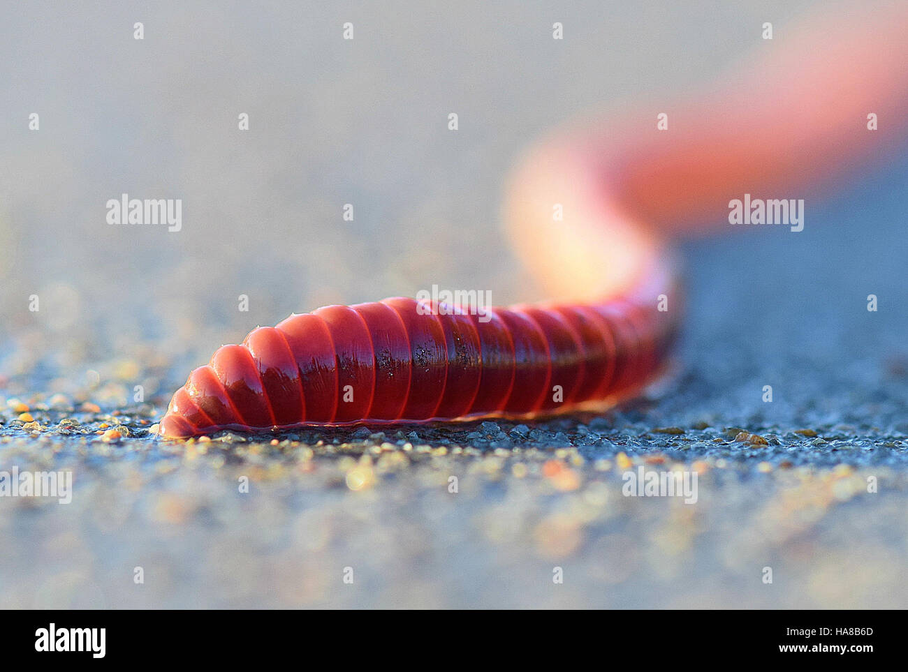 A nightcrawler, a type of earthworm, is photographed in its natural ...