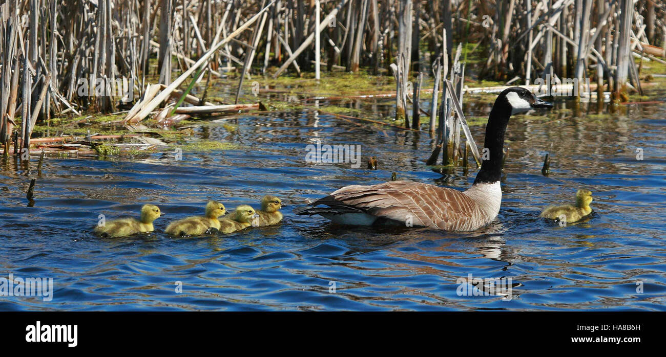 A Canada goose leads its goslings through wetlands in the Midwest ...