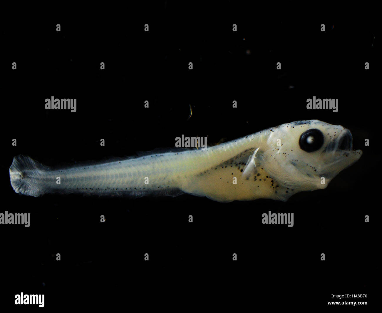 Larval Burbot, a freshwater fish species, is observed in its early life ...