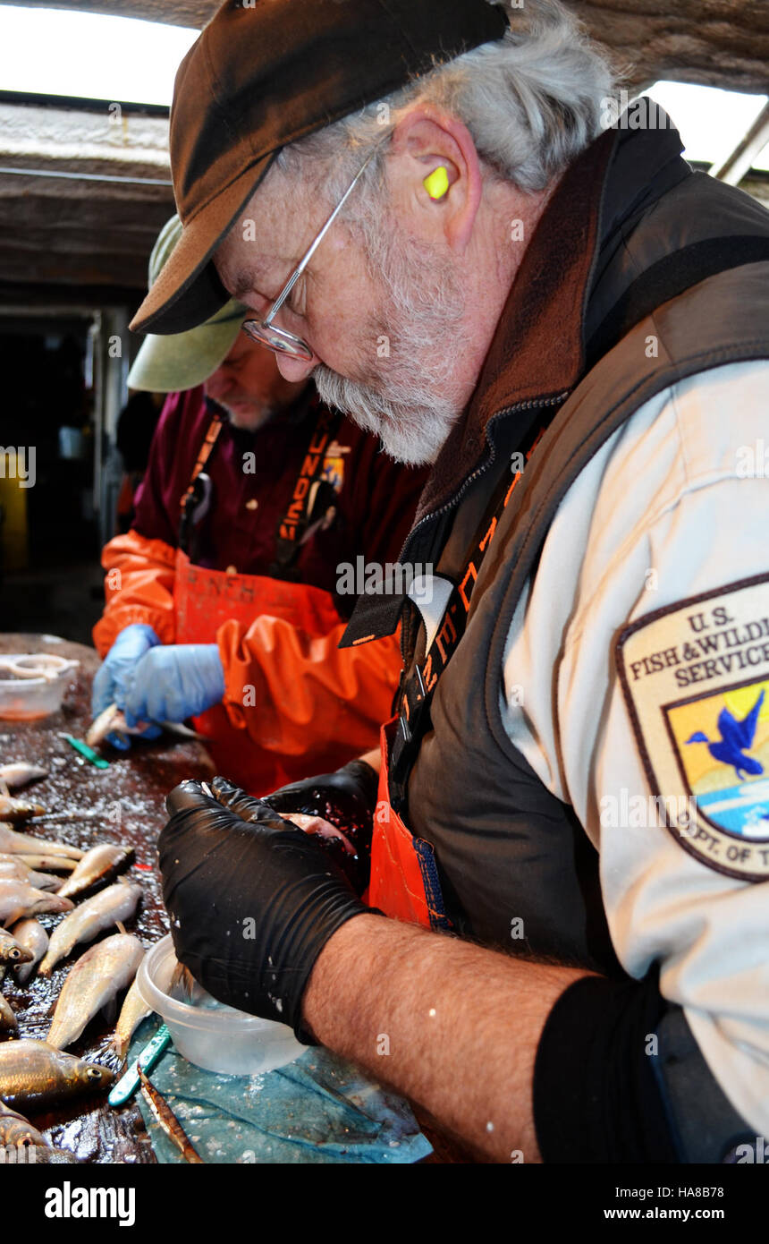The U.S. Fish and Wildlife Service Midwest Region conducts the bloater ...