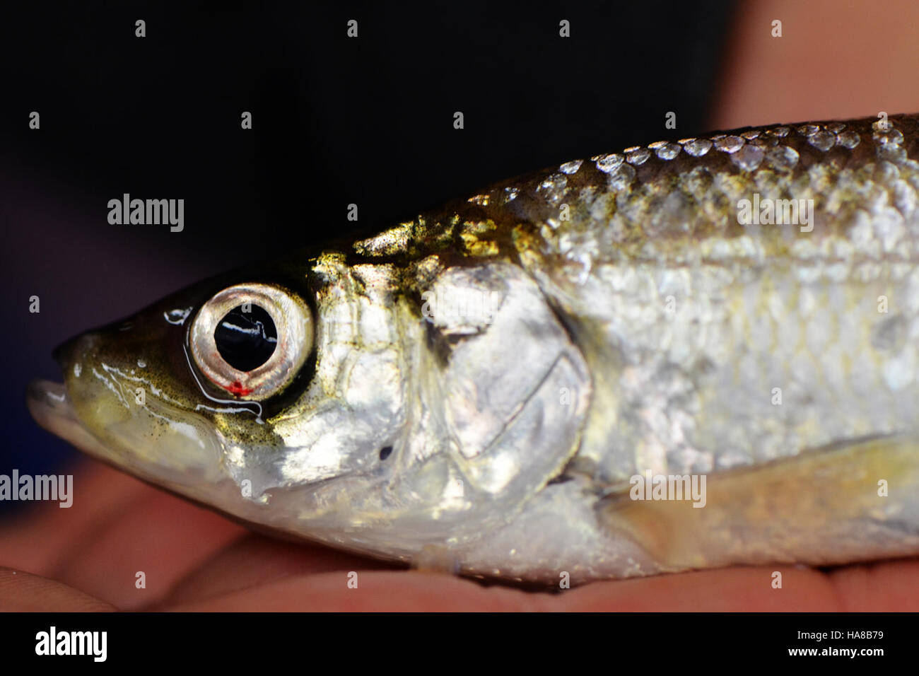 The Lake Michigan Bloater, a small fish species, plays a key role in ...