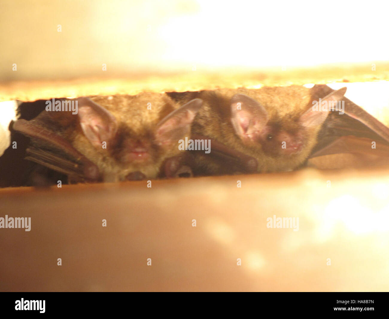 The Northern long-eared bat, listed as endangered, is a key species for ...