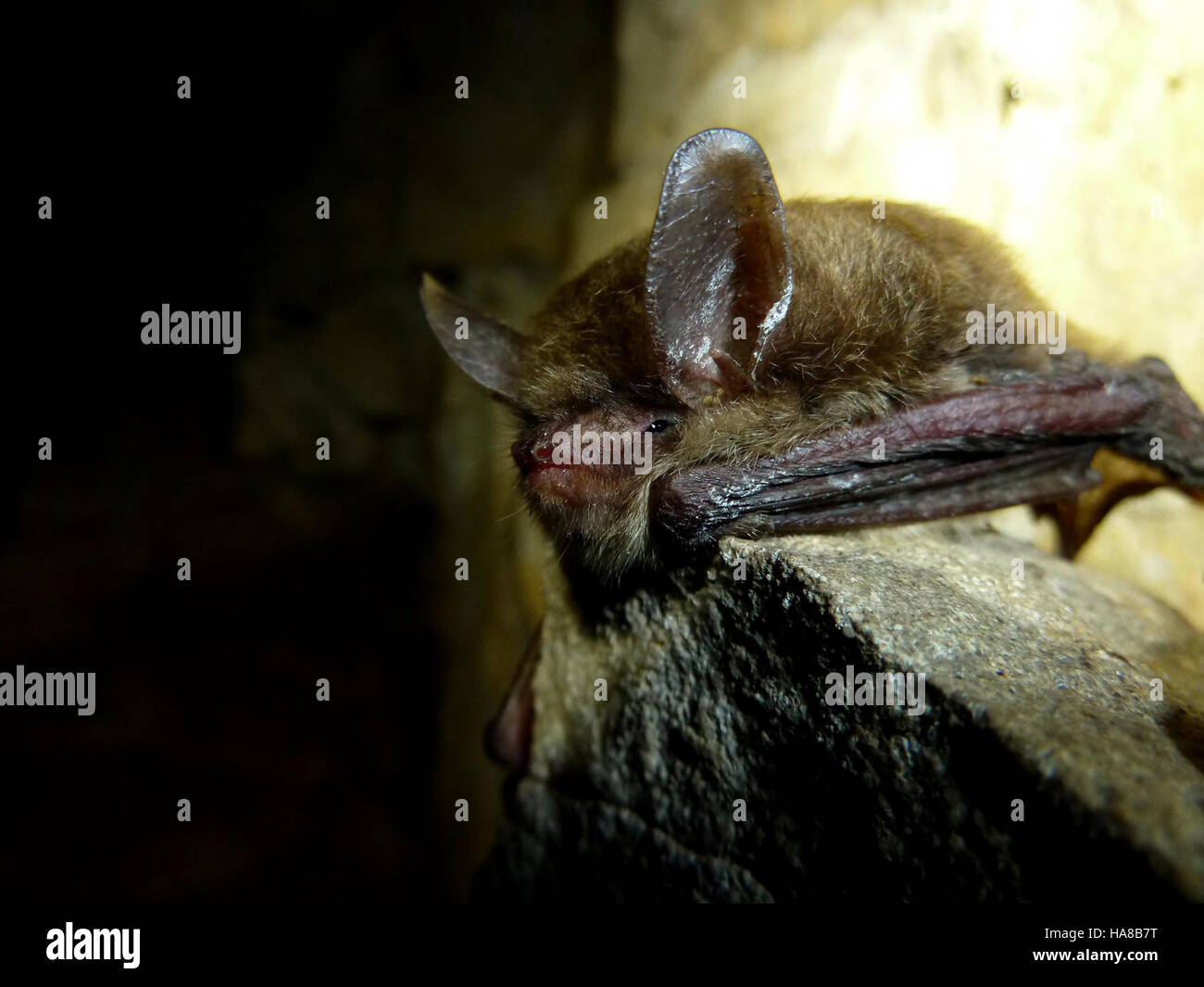 The Northern Long-Eared Bat is a species protected under the Endangered Species Act due to its ...