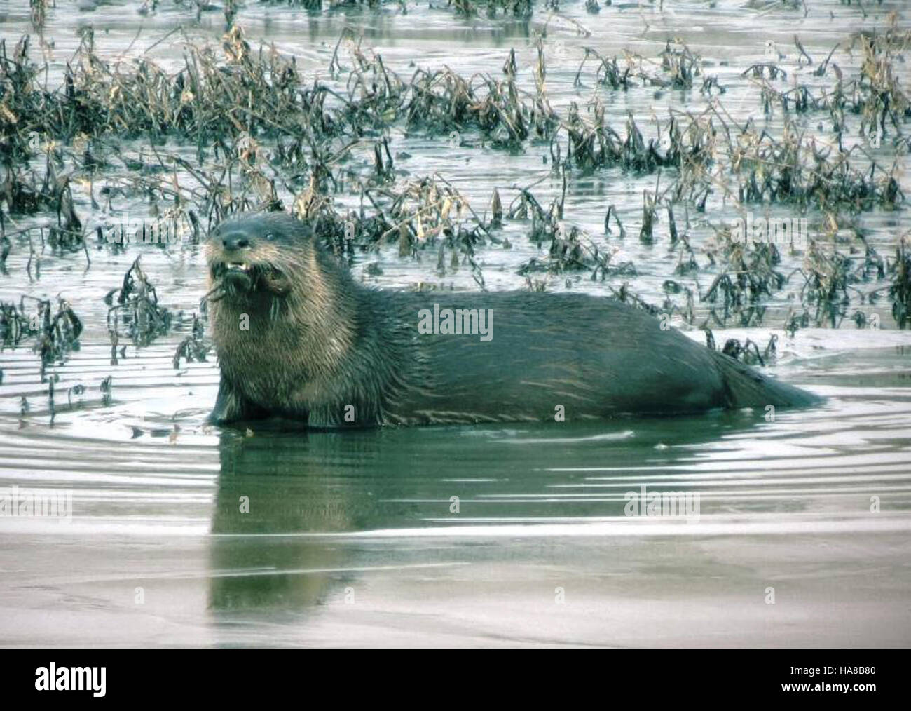 A river otter, native to the United States, is photographed in its ...