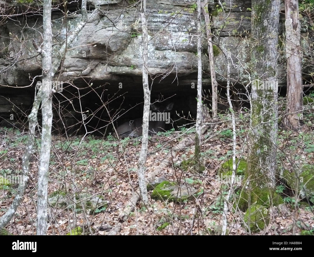 A deer hideout in a Midwest wildlife area, demonstrating the importance ...