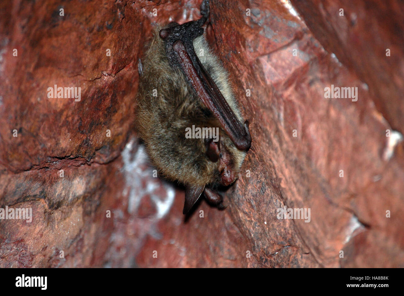 Northern long eared bat hi-res stock photography and images - Alamy