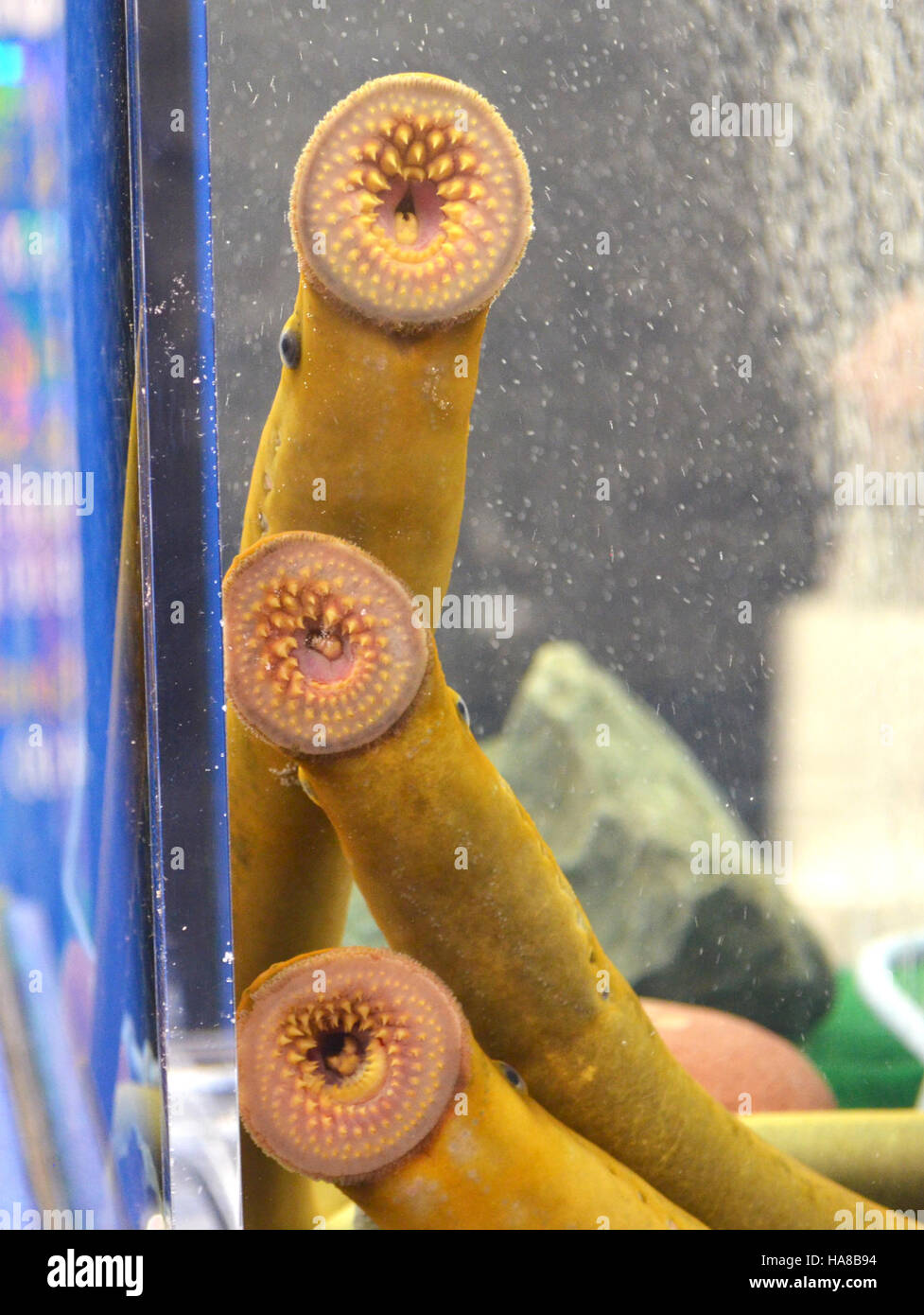 The Duluth Boat Show Sea Lamprey Booth educates the public about ...