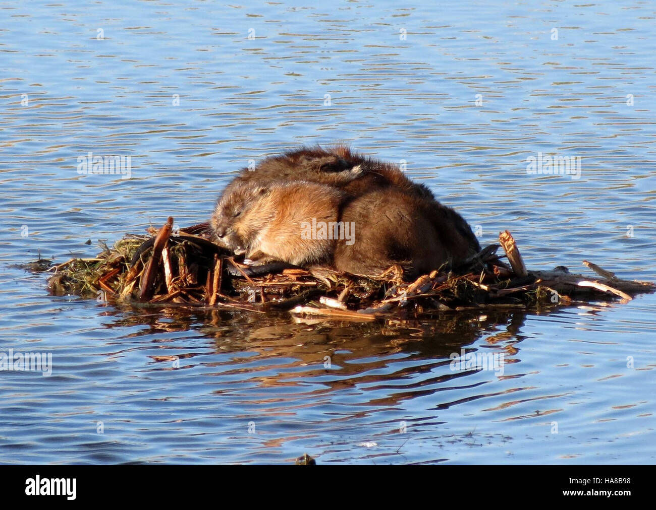 A muskrat is captured in a national park, demonstrating the diverse ...