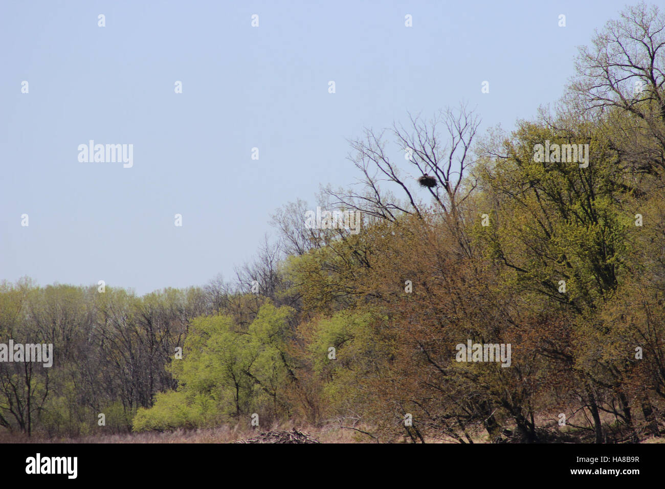 This image shows a bald eagle nest in a national park, emphasizing the ...