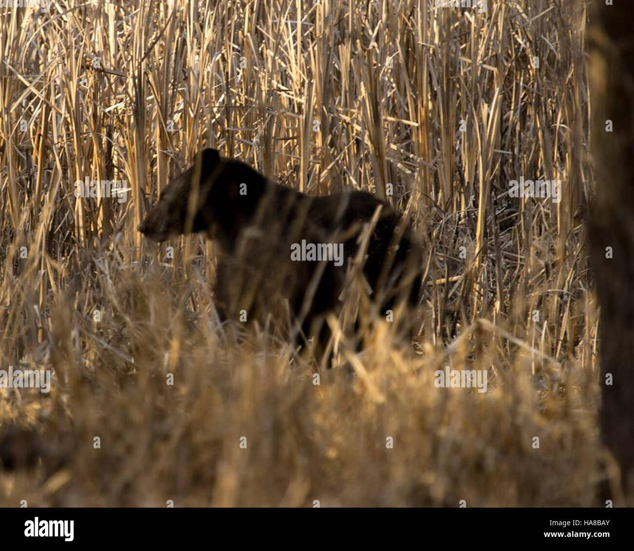 Black bears are an important species in many national parks, serving as ...