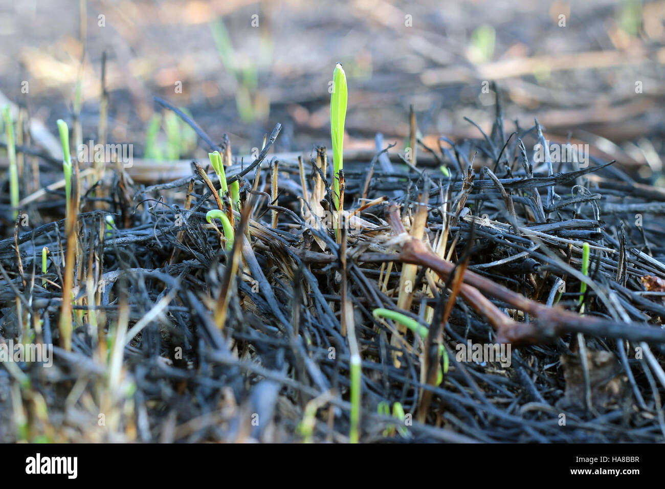 The ecological recovery process following a controlled burn in the ...