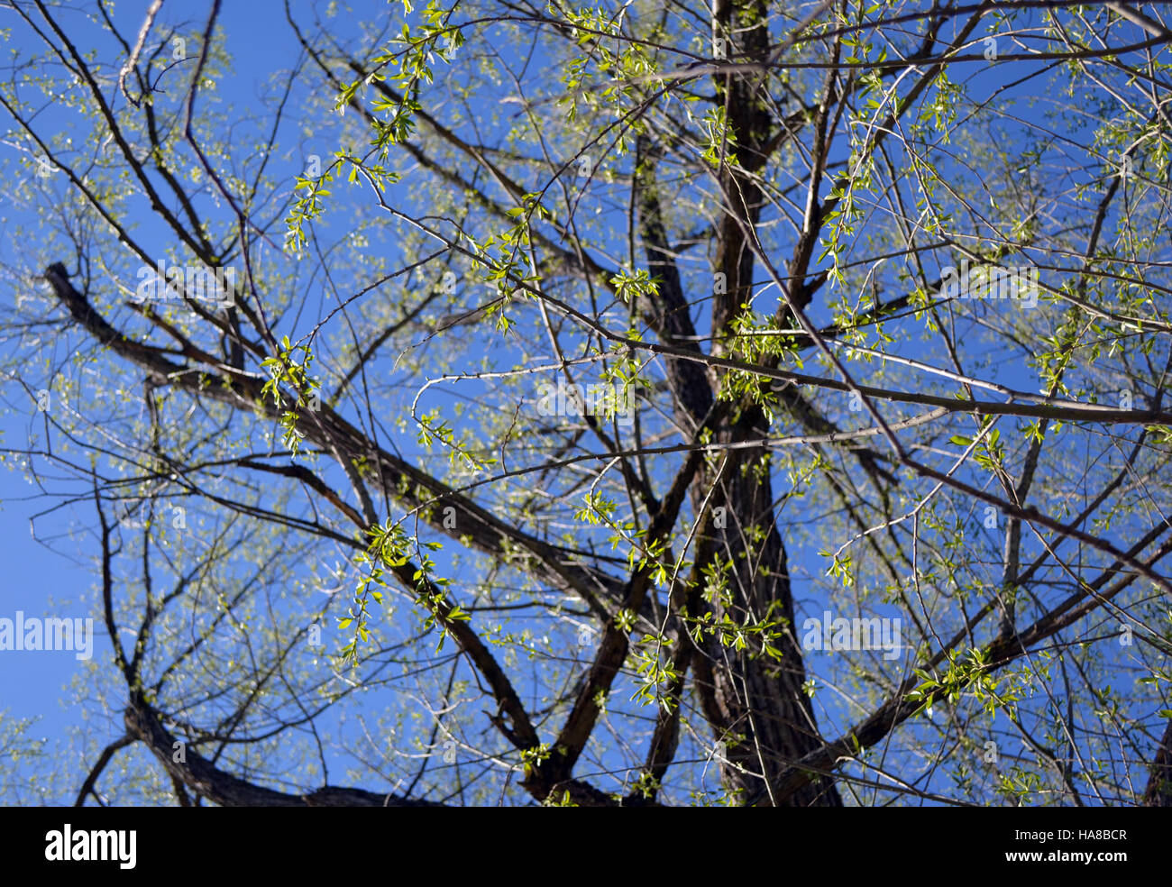 A glimpse of springtime in the Midwest, as new plant growth and ...