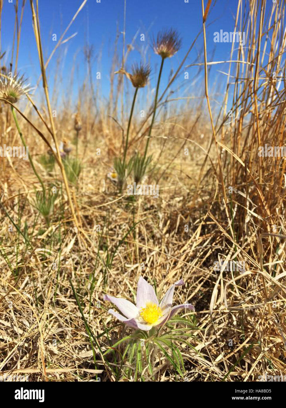 The Pasque flower, native to North America, blooms in national parks ...