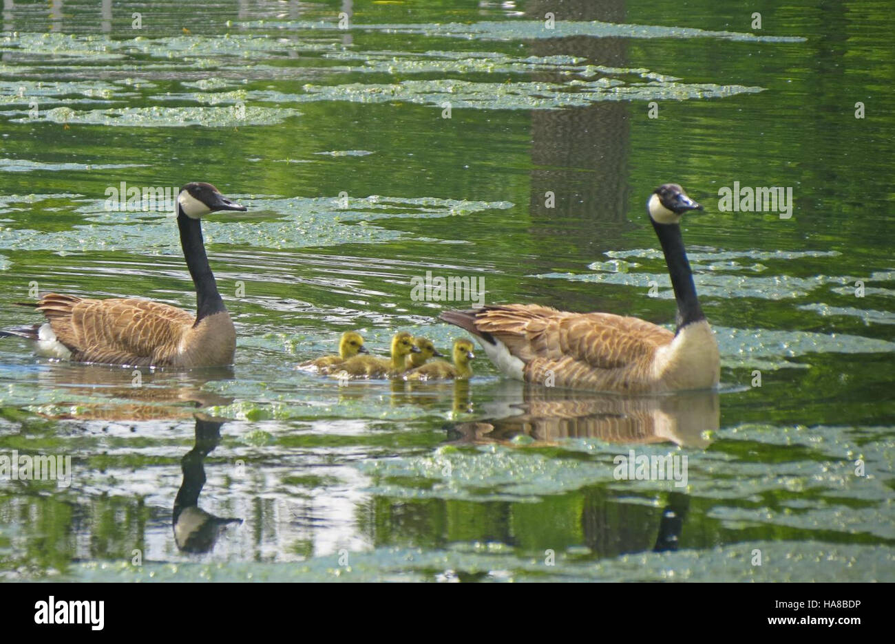 A family of Canada Geese is seen in their natural habitat, showcasing ...