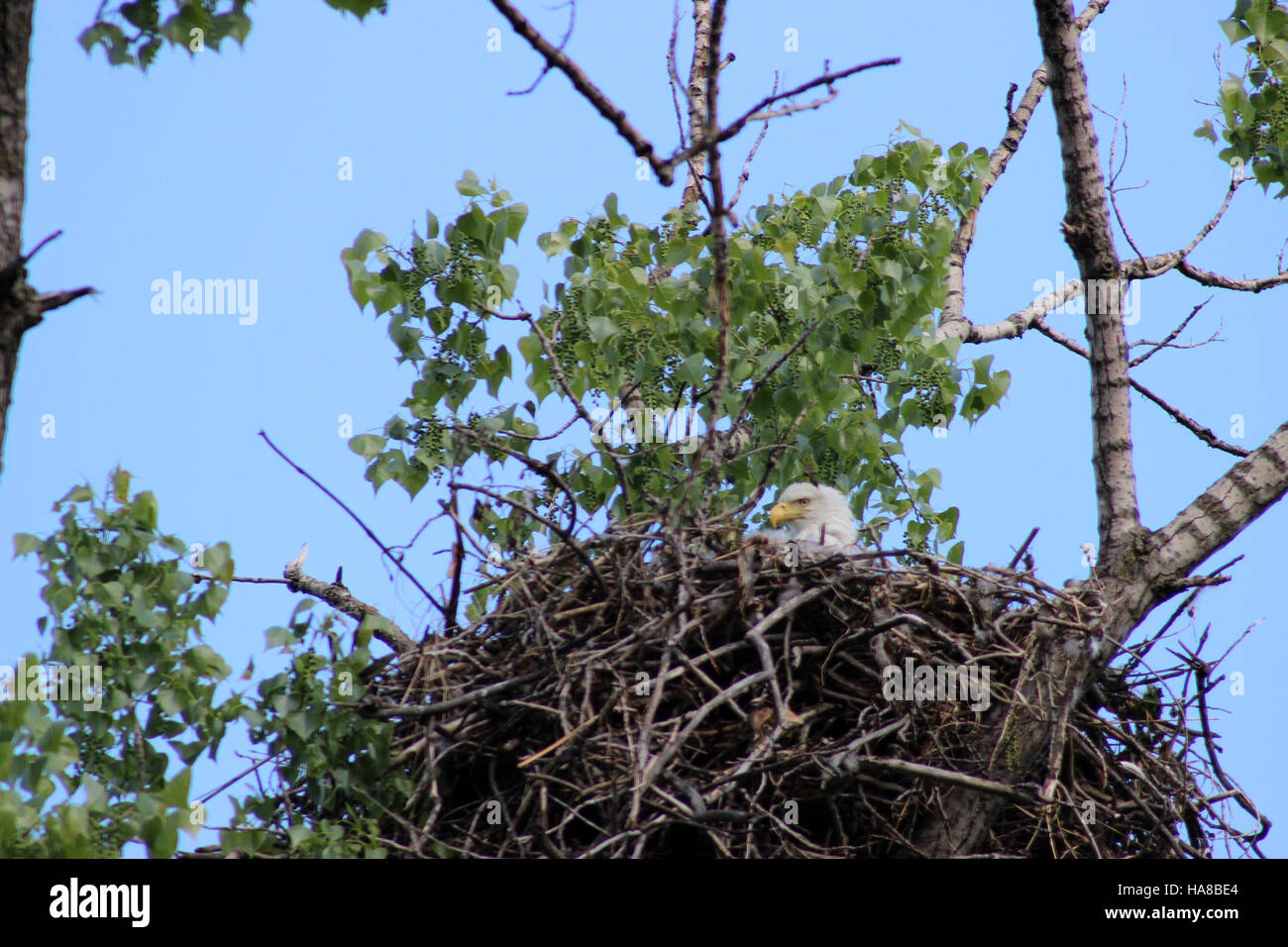 A Bald Eagle nests in a national park, showcasing the species ...