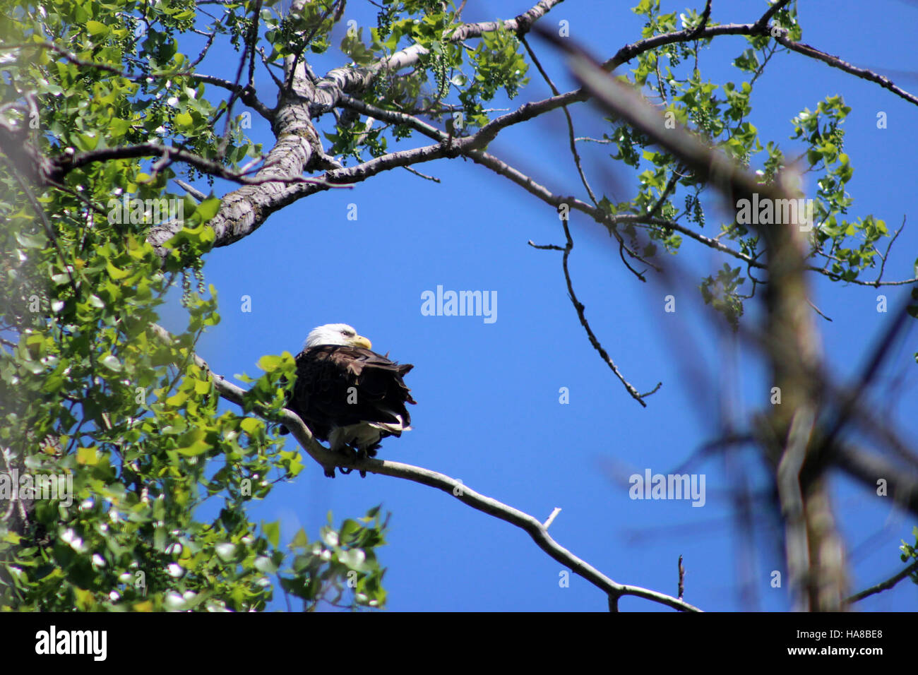 A bald eagle perches atop a tree in a Midwest national park ...
