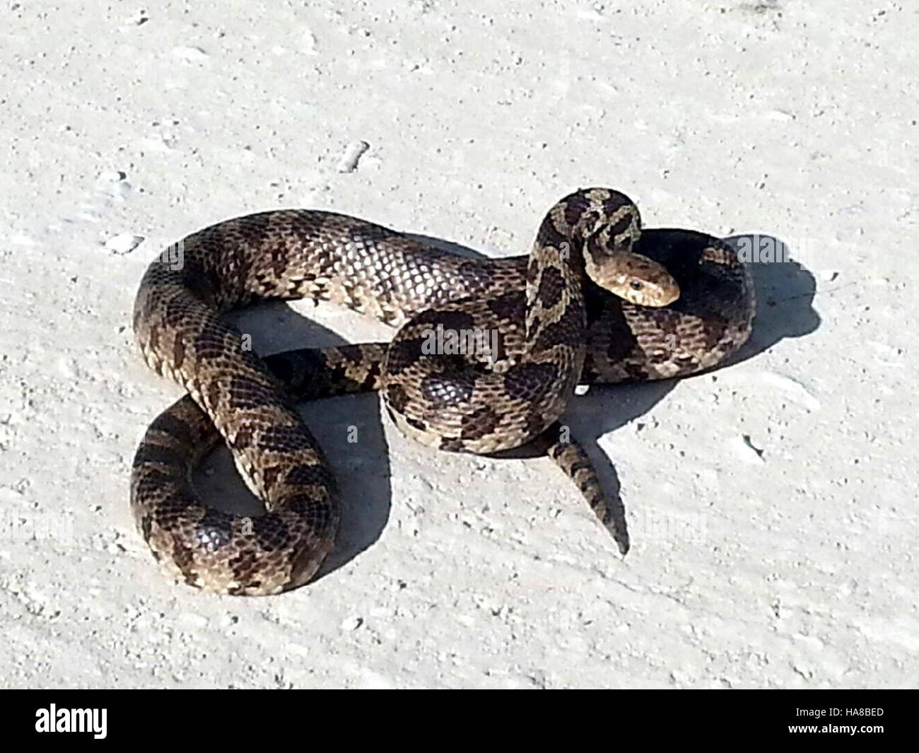 Fox snake hi-res stock photography and images - Alamy