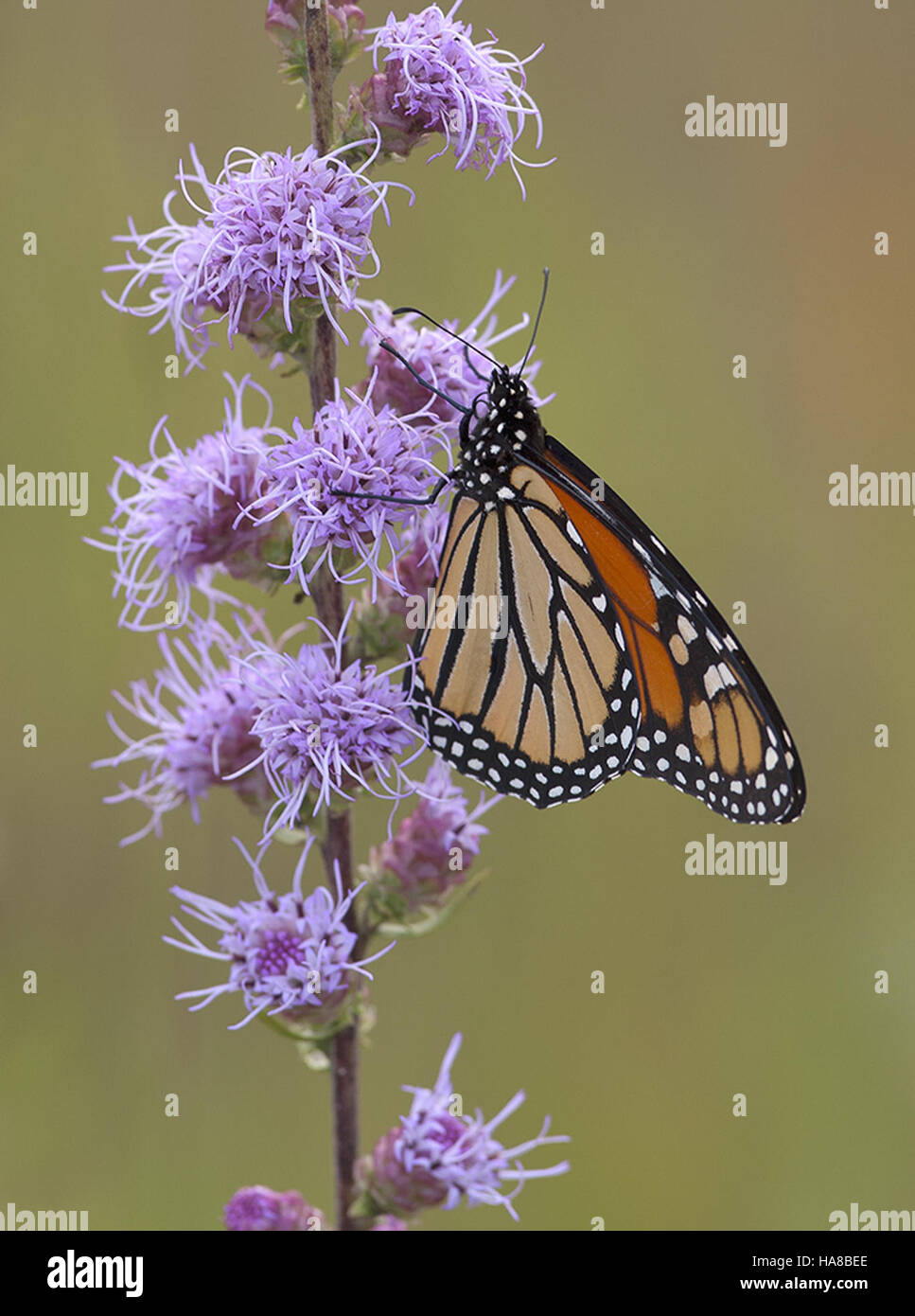 A Monarch Butterfly is spotted in Ohio, highlighting the species ...