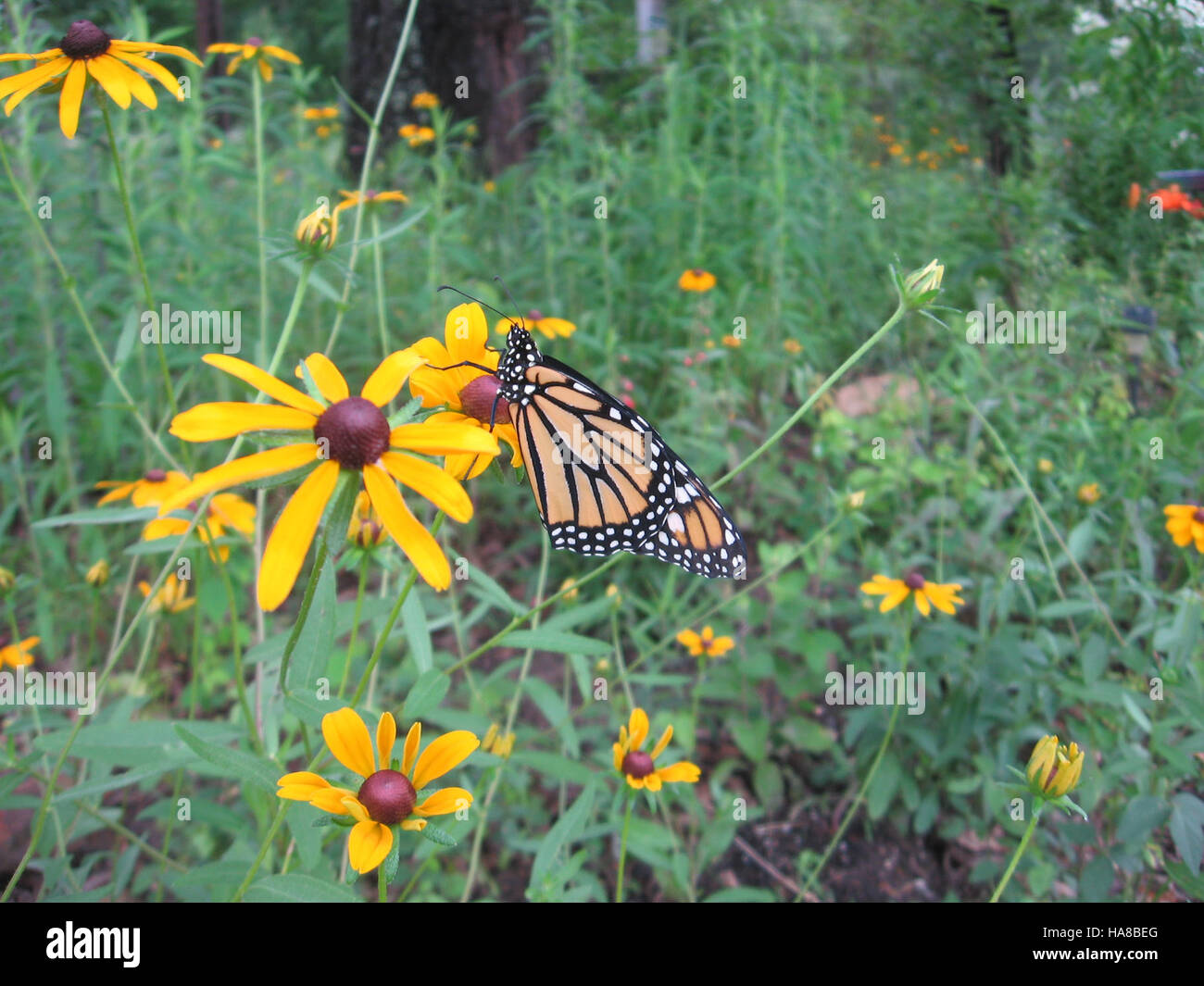 A Monarch butterfly in Texas, one of the most iconic species in North ...