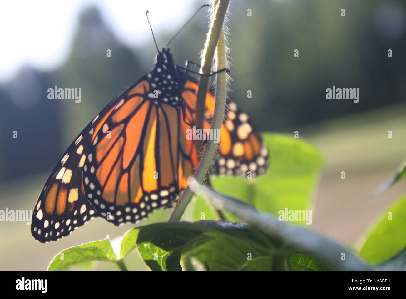 This image of a Monarch Butterfly in Minnesota highlights the ...