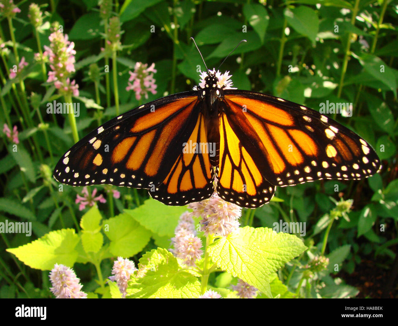 A Monarch butterfly spotted in Utah's National Park, illustrating the ...