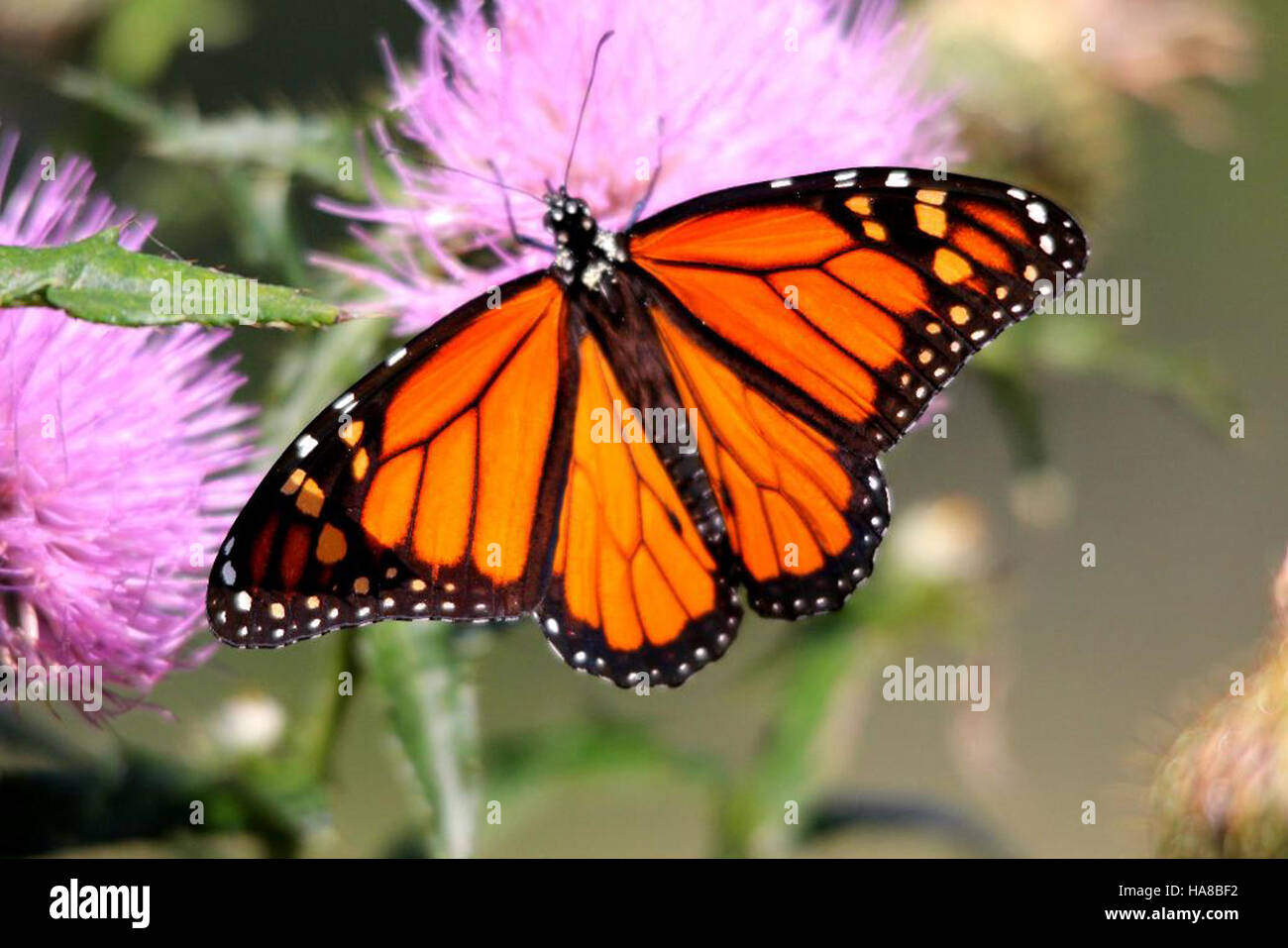The Monarch Butterfly, often seen migrating through Nebraska, is a key ...