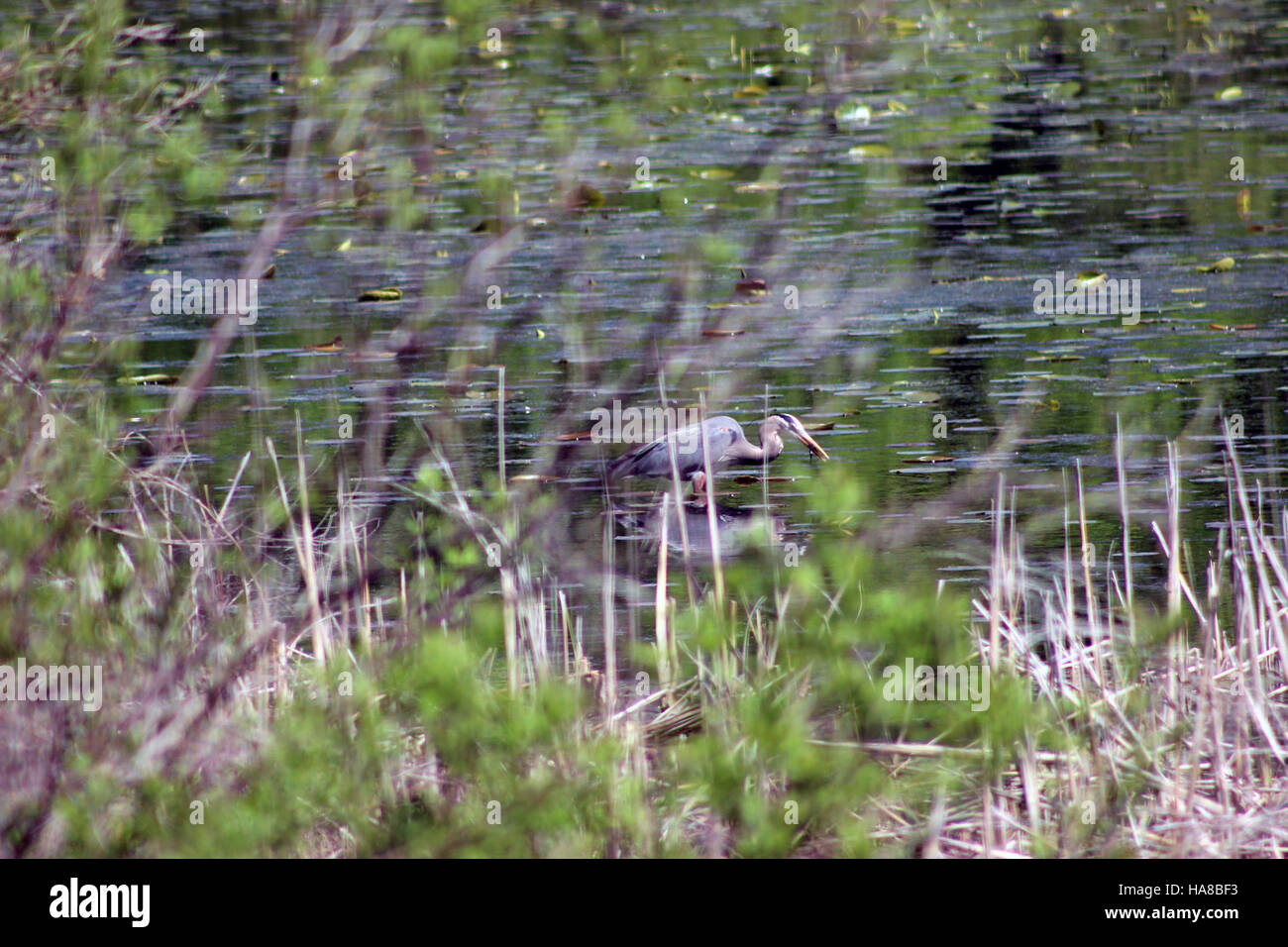 A Great Blue Heron is captured mid-catch in a serene wetland setting ...
